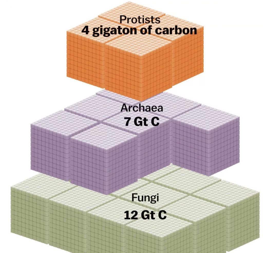 All life on Earth, in one staggering chart - 3 Quarks Daily