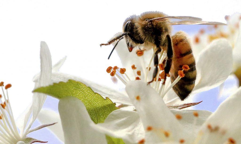 The wonders of bee life - 3 Quarks Daily