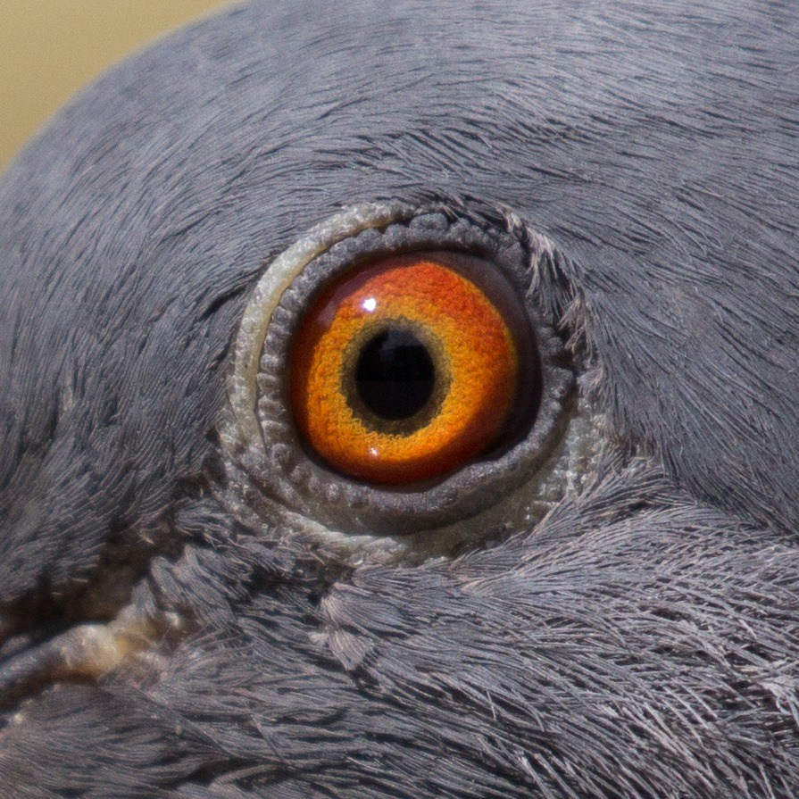 The Eye's Mind - 3 Quarks Daily