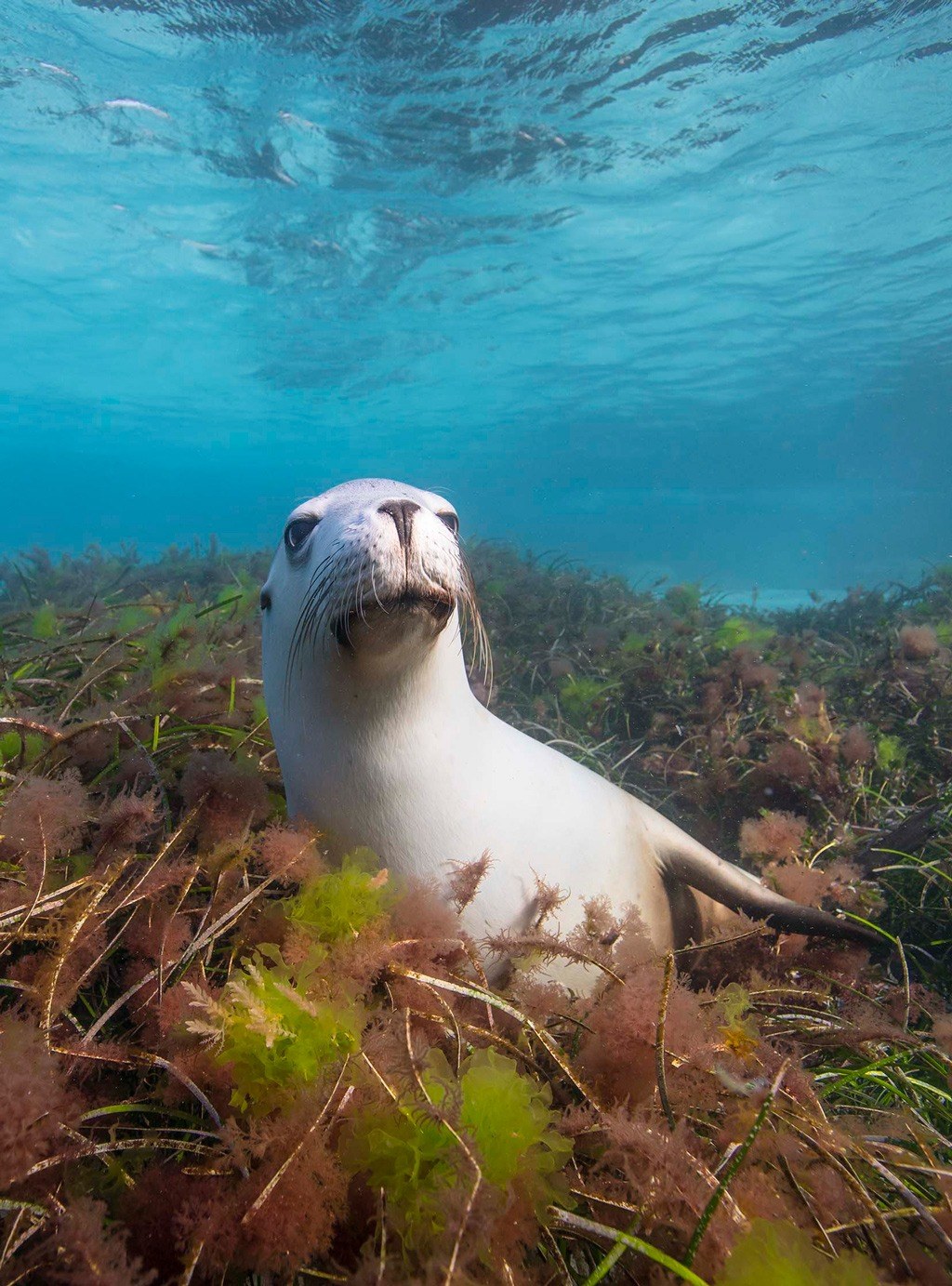 Now you sea me: meet the ocean’s endangered animals - 3 Quarks Daily