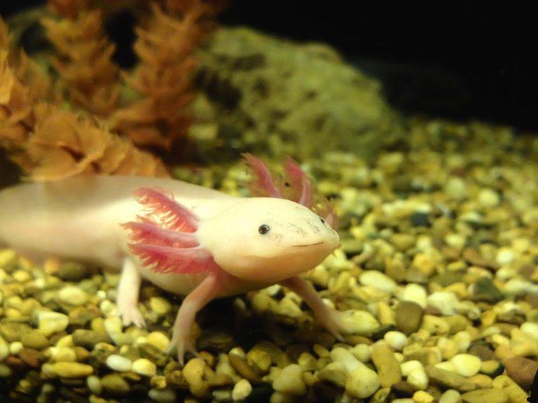 Complete Axolotl Genome Could Reveal the Secret of Regenerating Tissues ...