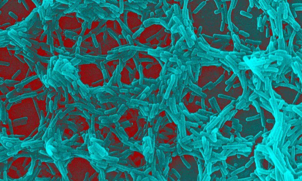 Gut bacteria may have impact on mental health - 3 Quarks Daily