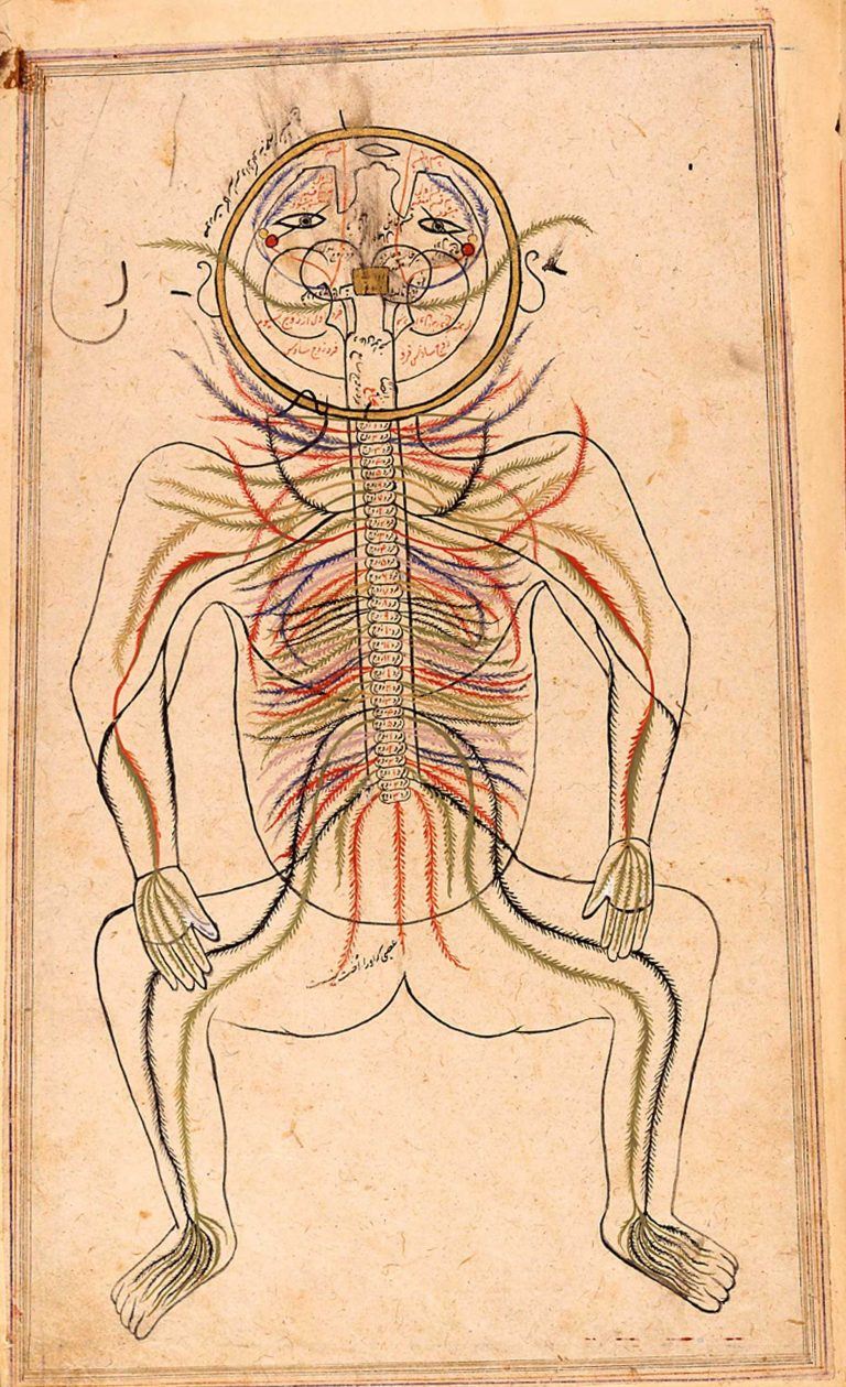 These old, anatomical drawings are worth dissecting - 3 Quarks Daily