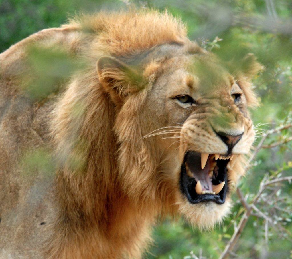 On the Road: The Maneater of Mfuwe - 3 Quarks Daily