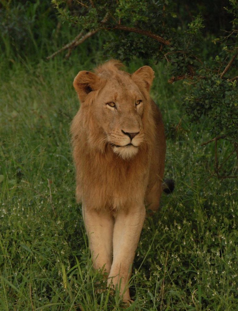 On the Road: The Maneater of Mfuwe - 3 Quarks Daily