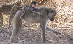 Baboons’ gut makeup is determined mostly by soil, not genetics - 3 ...