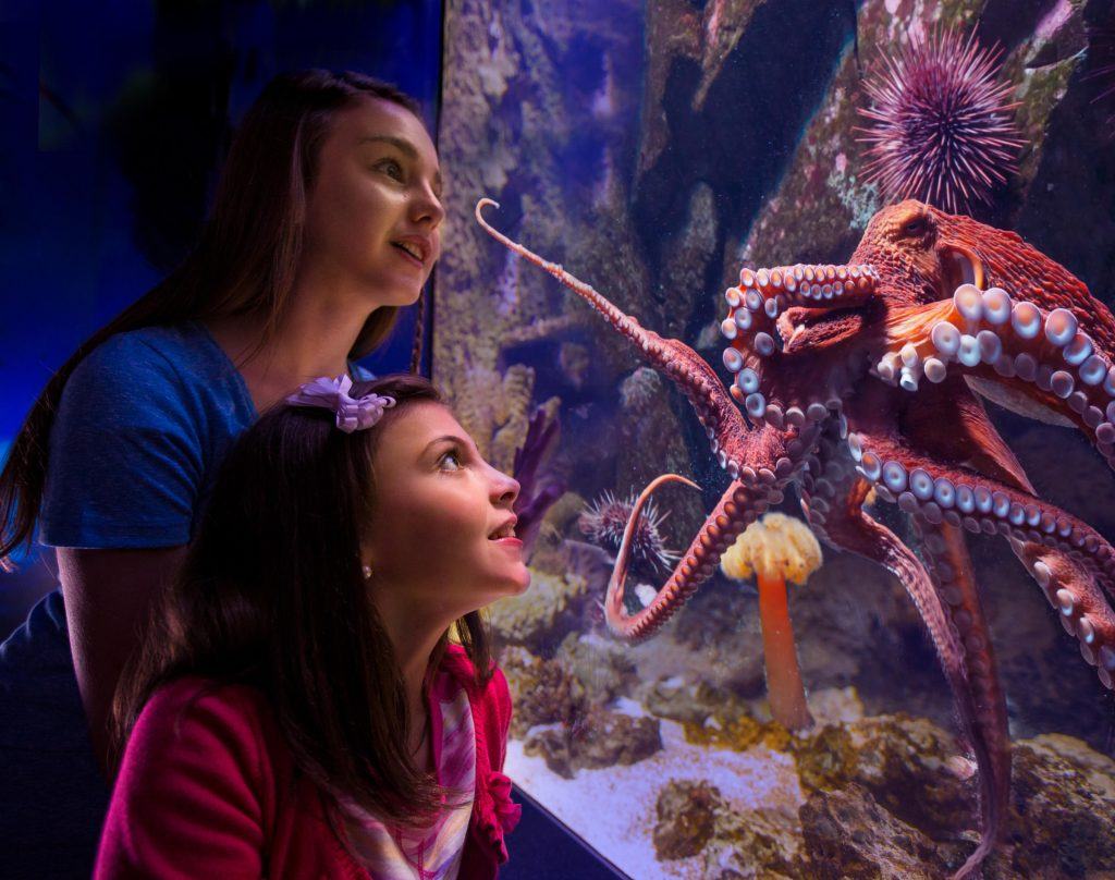 Do Octopuses Have Souls? (On the Nature of Animal Consciousness) - 3 ...