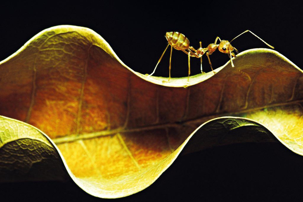 Mankind’s inner ant: why humans swarm together - 3 Quarks Daily