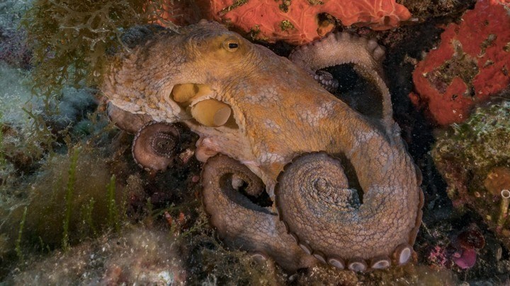 For Smart Animals, Octopuses Are Very Weird - 3 Quarks Daily