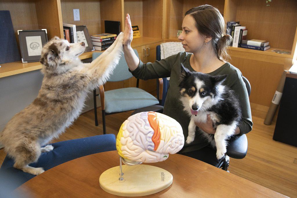 Breeding dogs has reordered their brains - 3 Quarks Daily