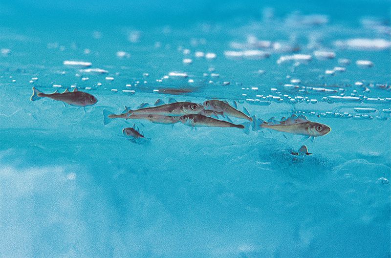 How evolution builds genes from scratch - 3 Quarks Daily