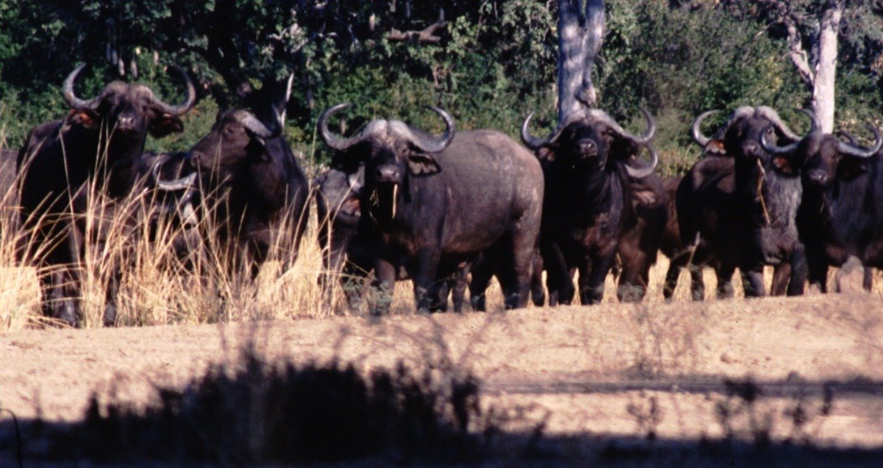 On the Road: In the Zambian Bush - 3 Quarks Daily