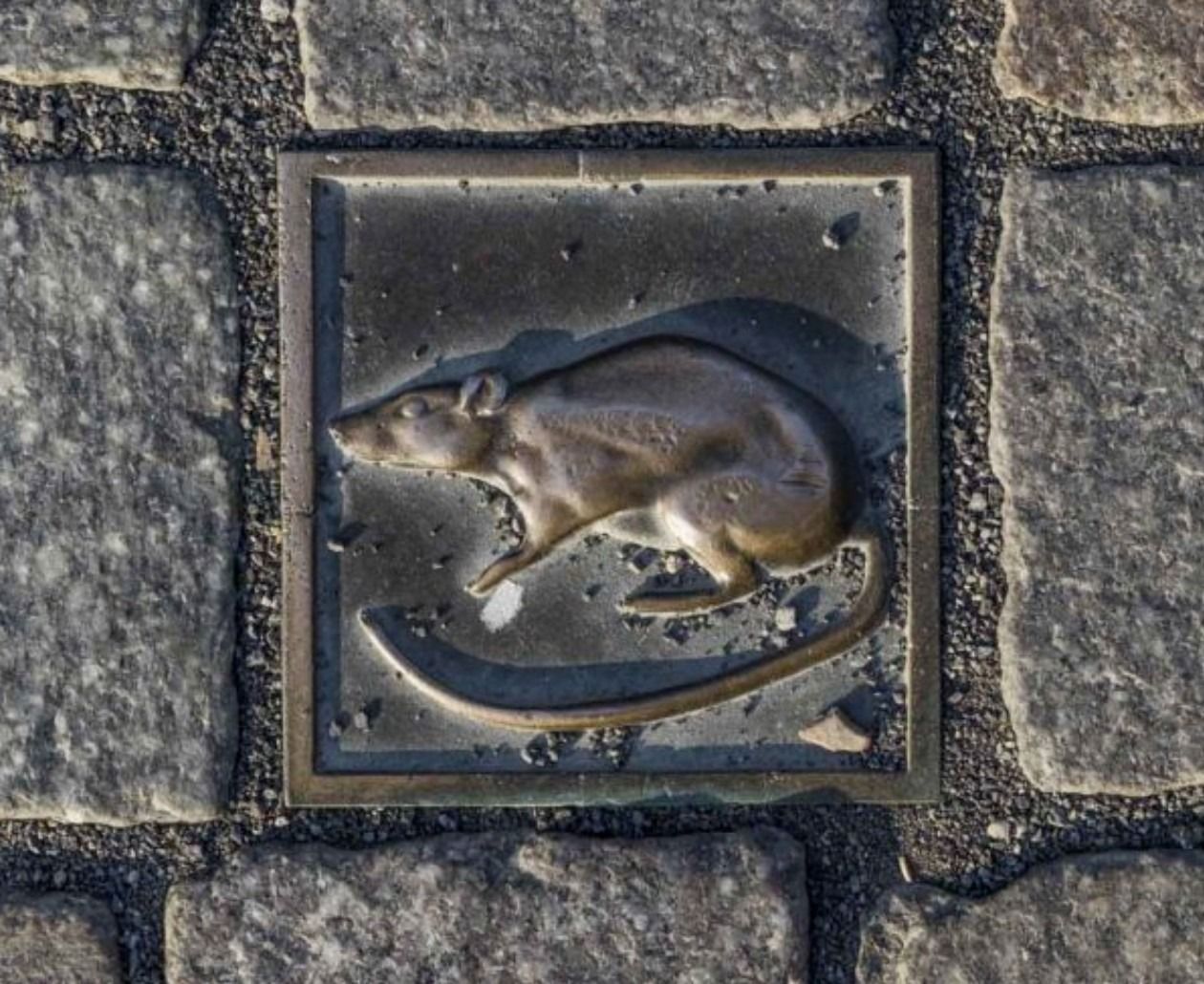 Humans Are Driving the Evolution of Urban Rats - 3 Quarks Daily