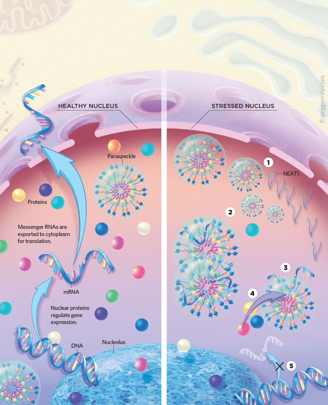What Paraspeckles Can Teach Us About Basic Cell Biology - 3 Quarks Daily
