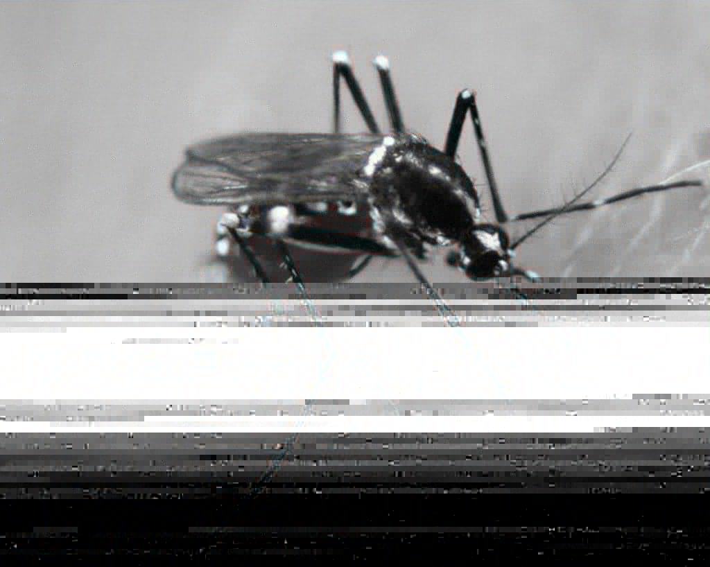 750 million genetically engineered mosquitoes approved for release in ...