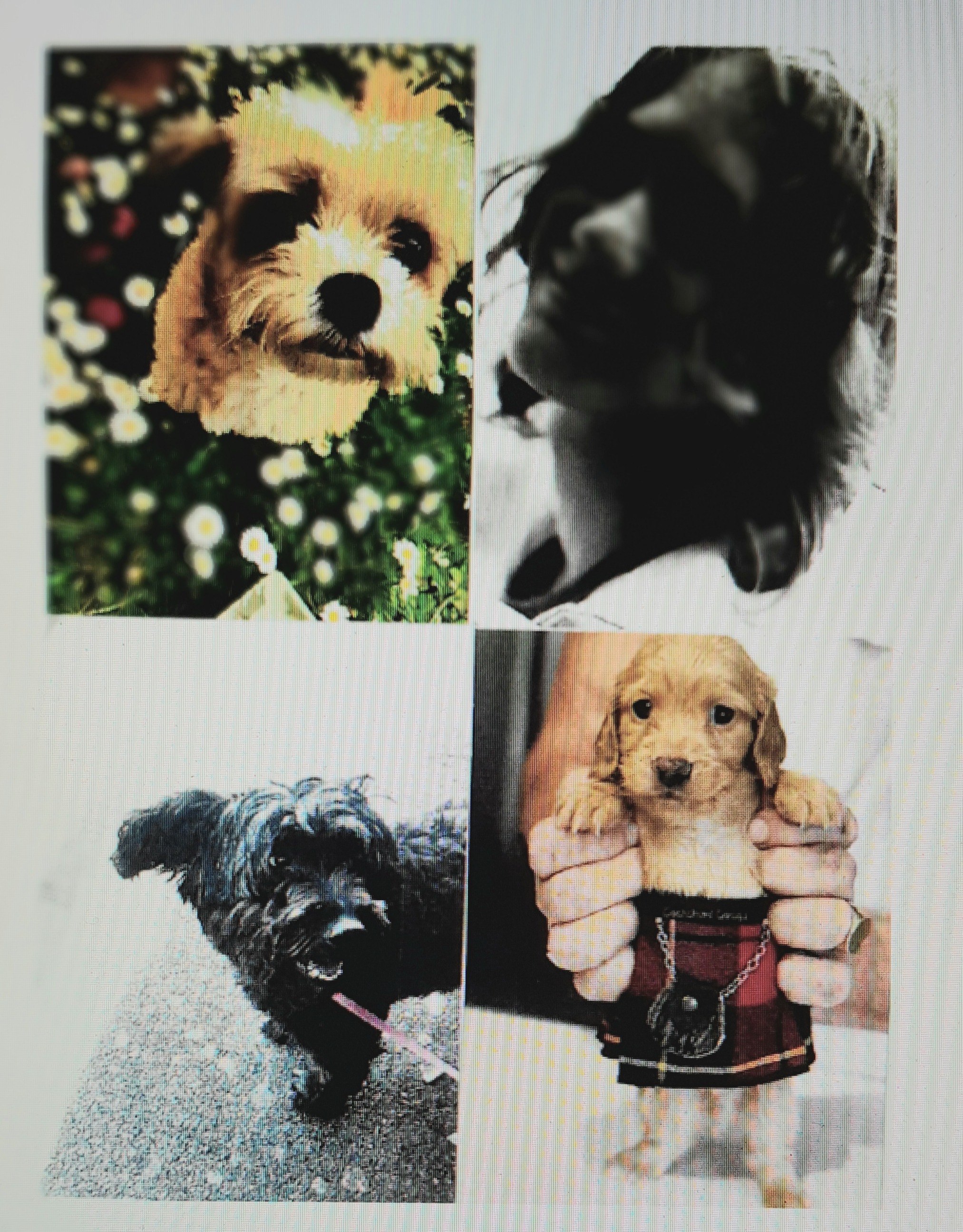 A Portrait Of The Artist Among Young Dogs - 3 Quarks Daily