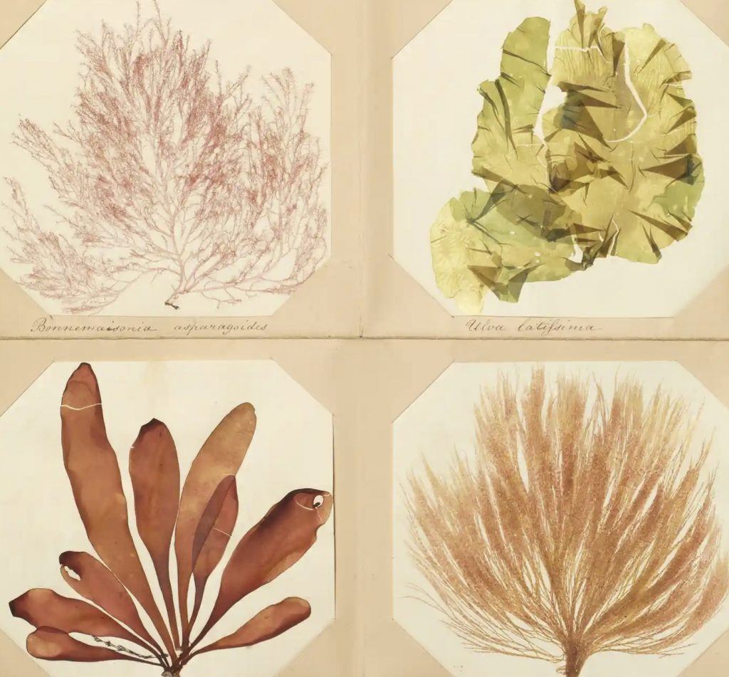 What Victorian-era seaweed pressings reveal about our changing seas - 3 ...