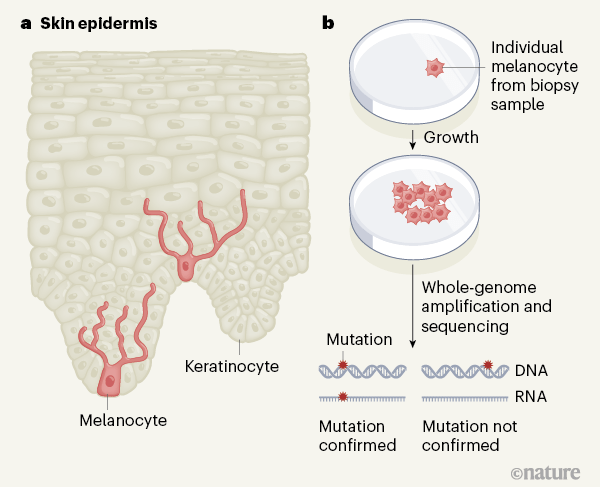 Seeds of cancer in normal skin - 3 Quarks Daily