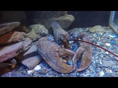 The Lobster and the Octopus: Thinking, Rigid and Fluid - 3 Quarks Daily