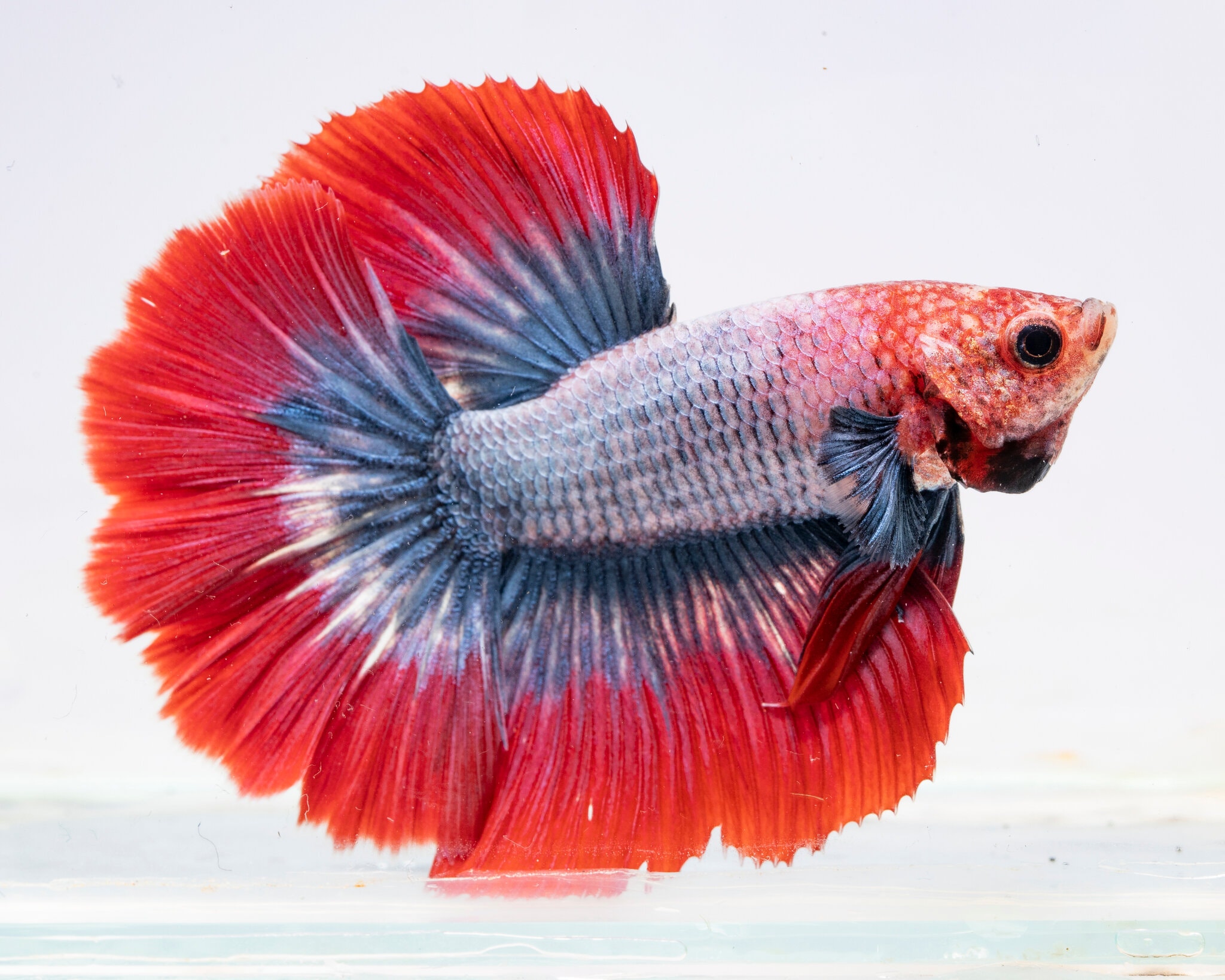 The 1,000-Year Secret That Made Betta Fish Beautiful - 3 Quarks Daily