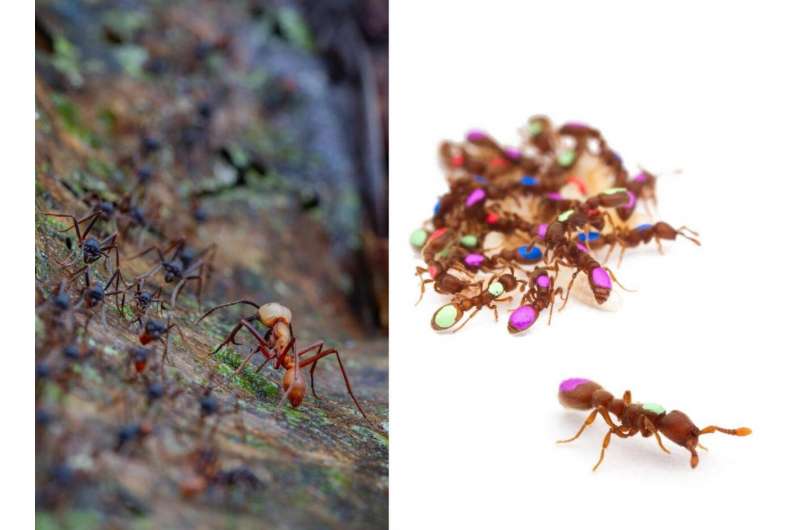 How army ants' iconic mass raids evolved - 3 Quarks Daily