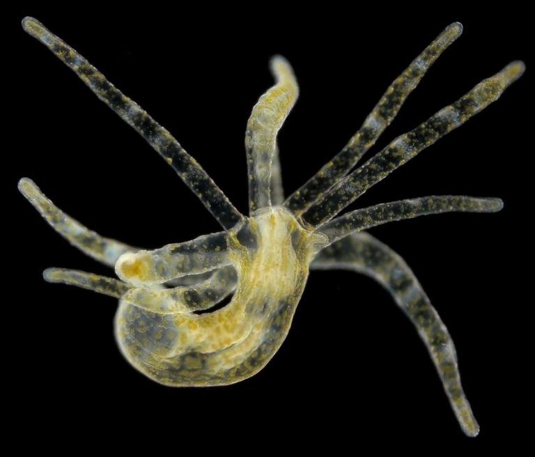 Hydras Are Living Proof That Sleep Evolved Before Brains - 3 Quarks Daily