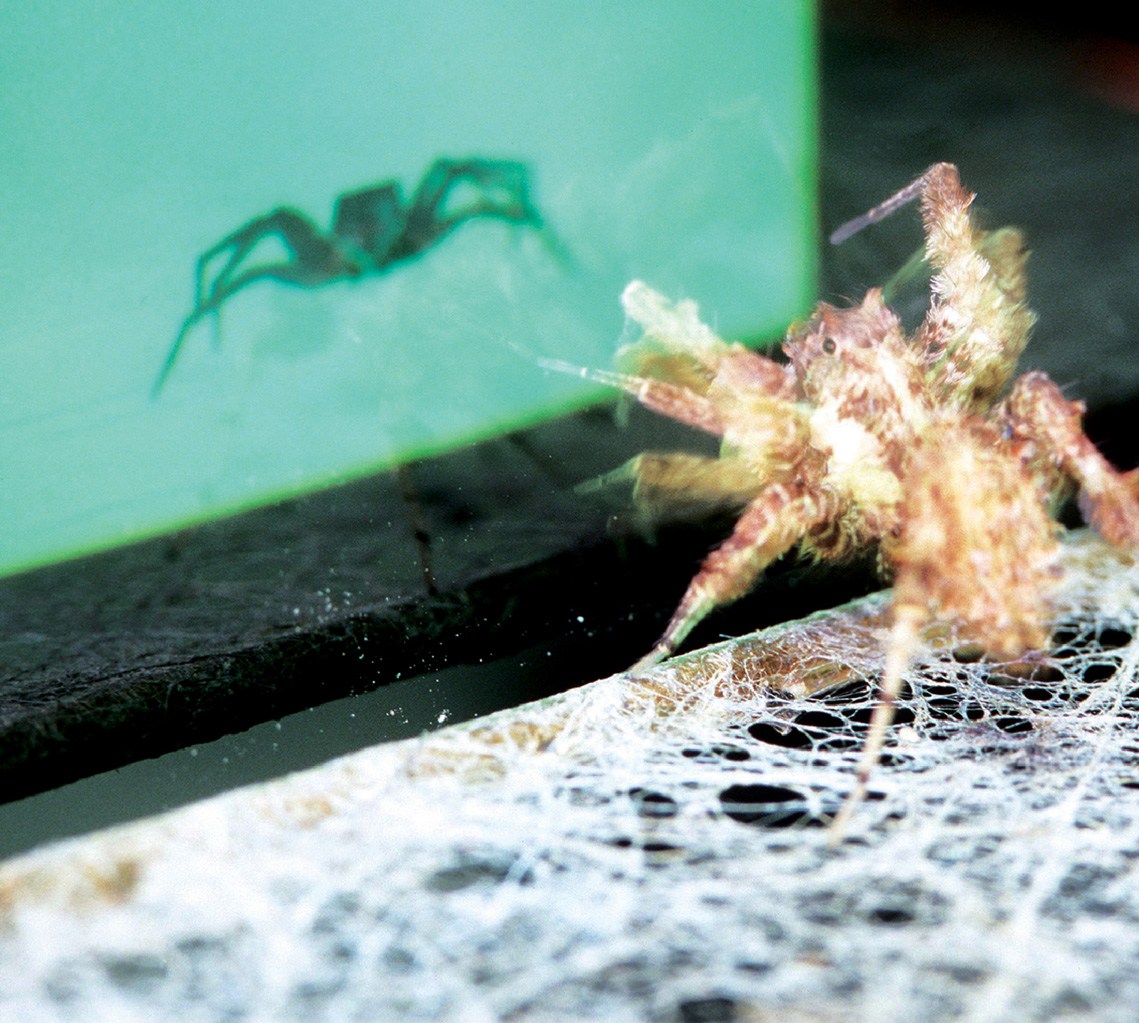 Watching Spiders Watch TV - 3 Quarks Daily
