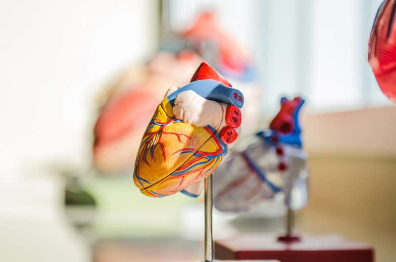 Dynamic heart model mimics hemodynamic loads, advances engineered heart ...