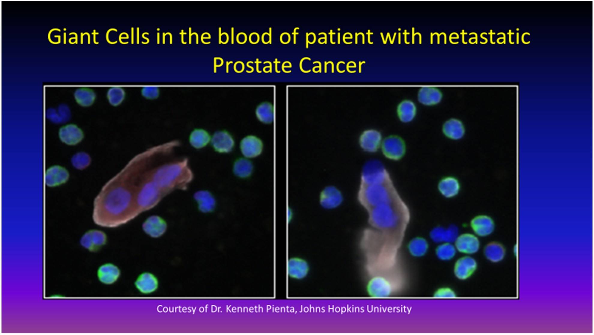 The First Cell, Part 4: Giant Cells: "I am large, I contain multitudes ...