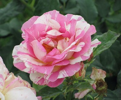 Mystical Rose - 3 Quarks Daily