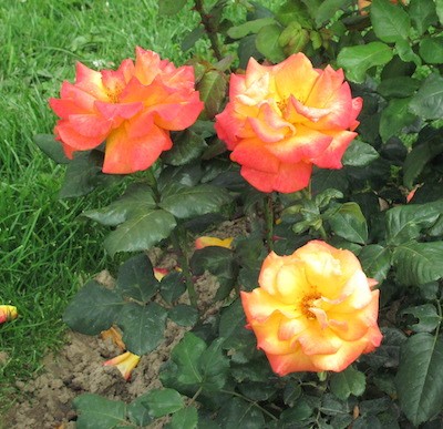 Mystical Rose - 3 Quarks Daily