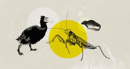 The animals that may exist in a million years, imagined by biologists ...