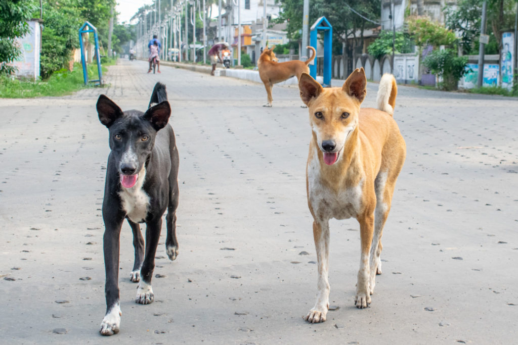 What Do Dogs (and Other Animals) Do All Day and All Night? - 3 Quarks Daily