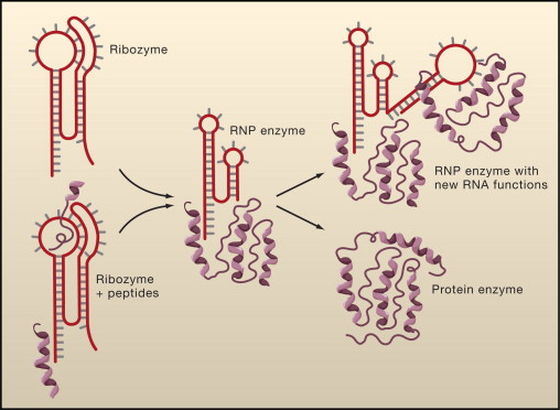Origins of Life From RNA - 3 Quarks Daily
