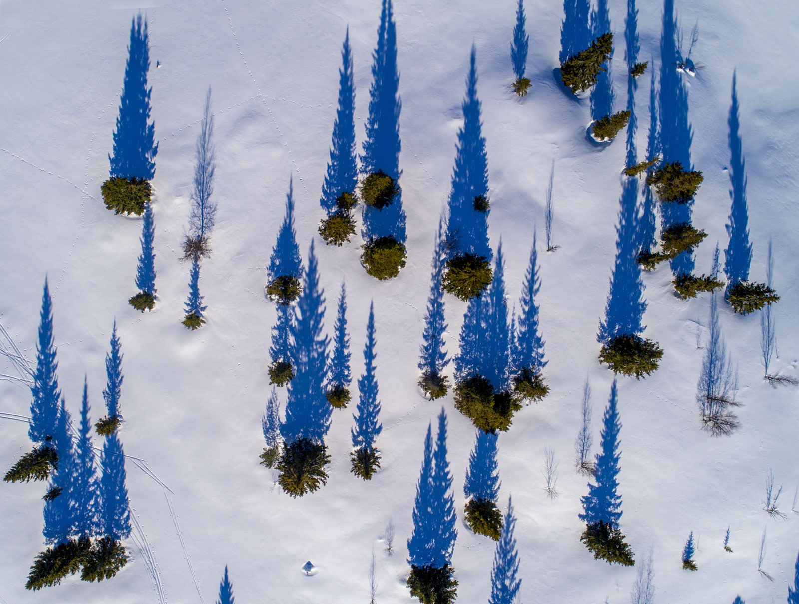 Climate change could lead to a net expansion of global forests. But ...