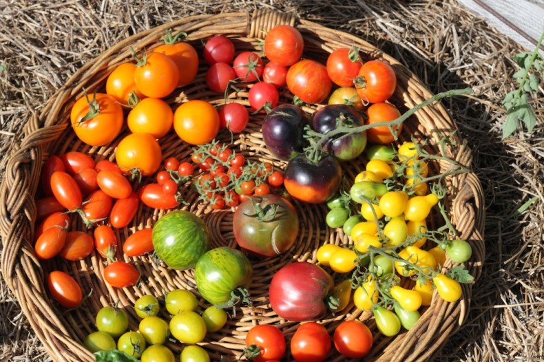 Summer Tomatoes - 3 Quarks Daily