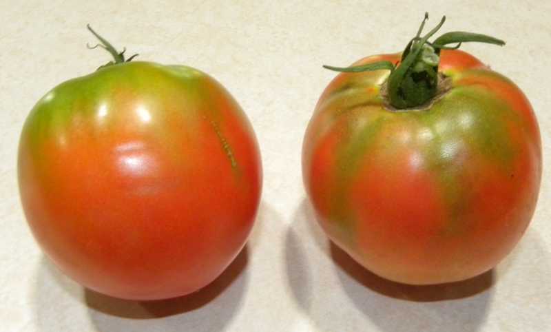 Summer Tomatoes - 3 Quarks Daily