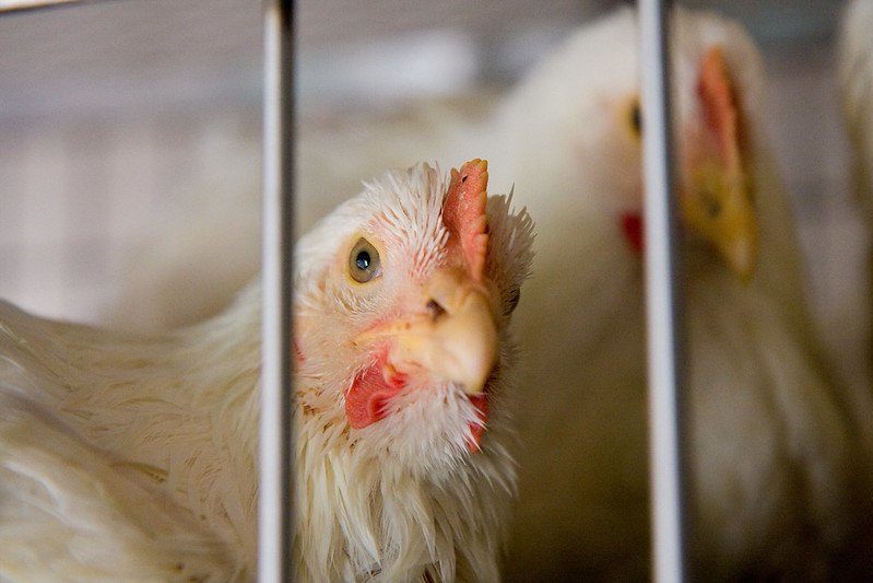 The systems that harm animals go hand in hand with systems that harm ...