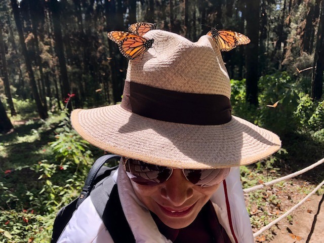 A Sky without Monarchs? Thoughts on the IUCN Endangered Species Listing ...