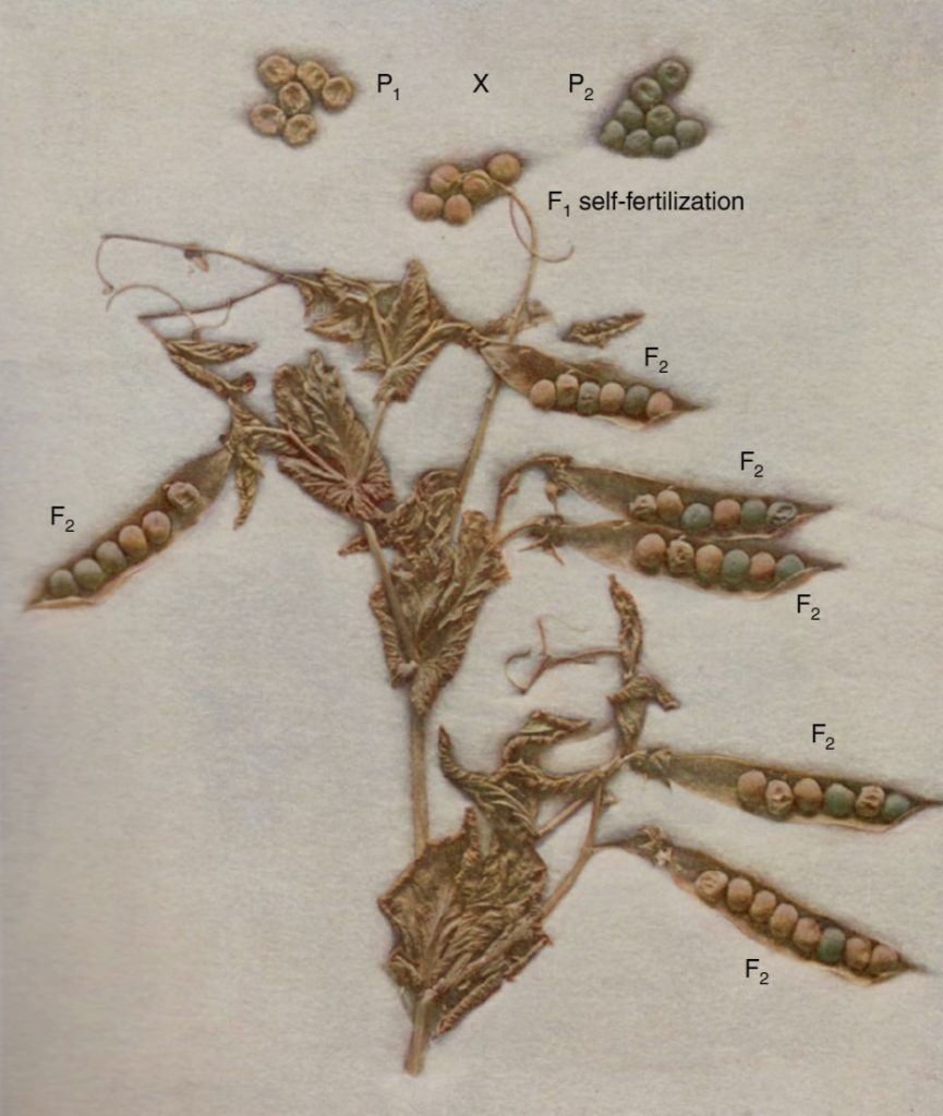 How did Mendel arrive at his discoveries? - 3 Quarks Daily