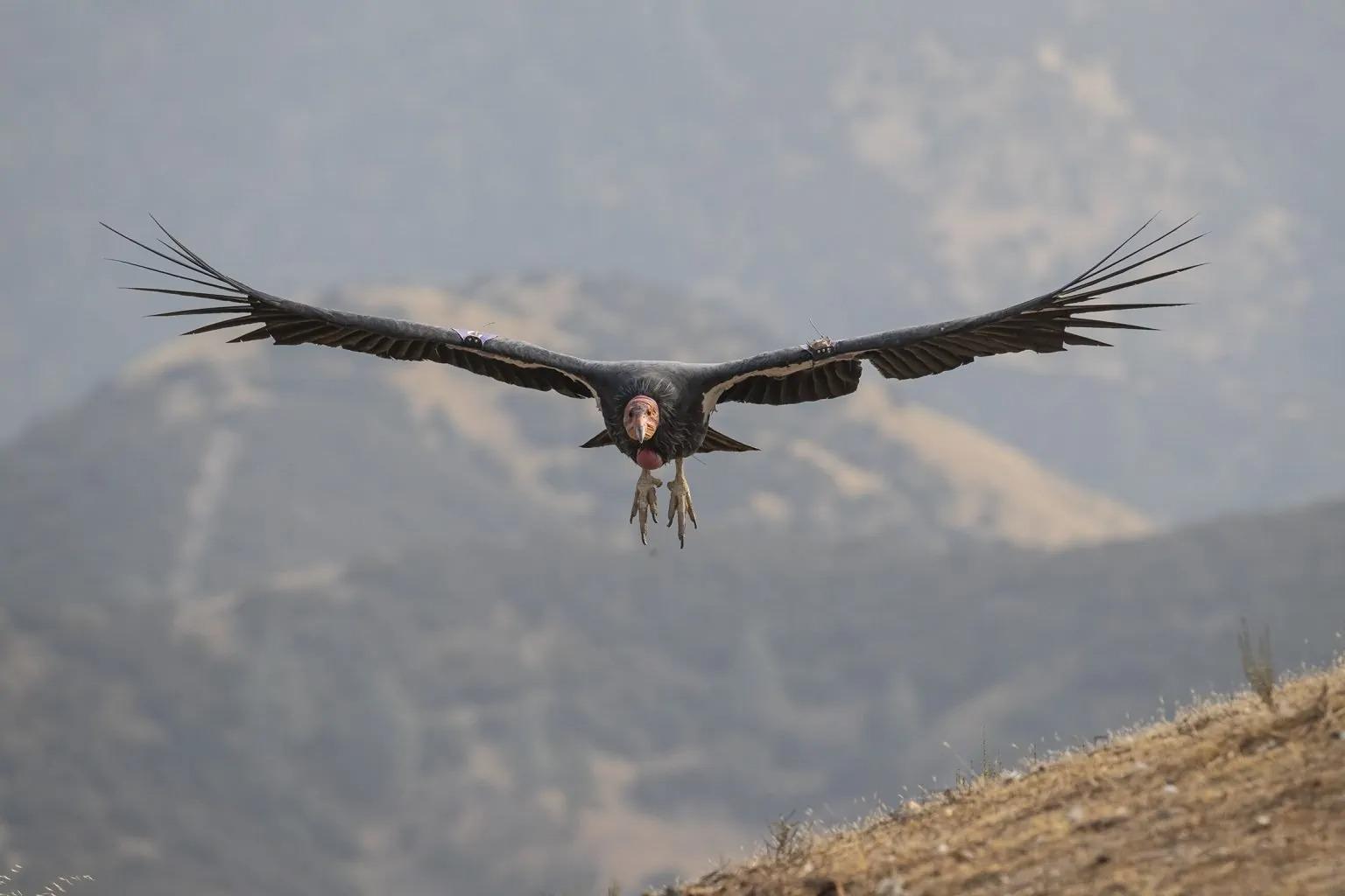 How a last-ditch attempt to save the few remaining California condors ...