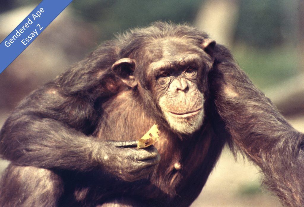The Gendered Ape, Essay 2: Are Males Naturally Dominant? - 3 Quarks Daily