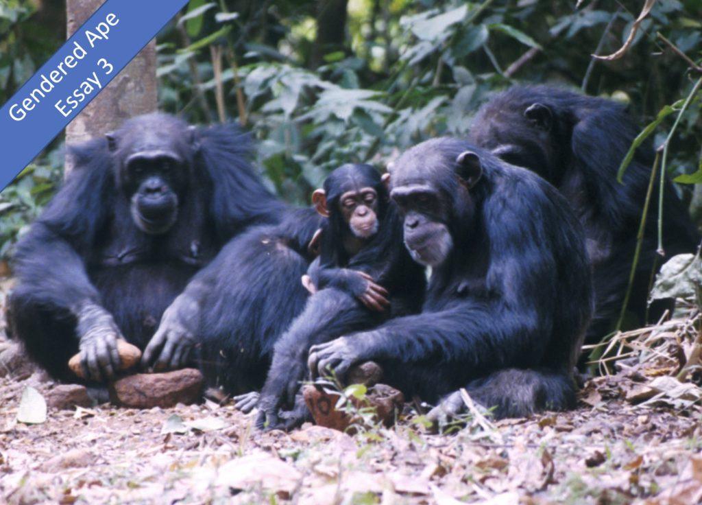 The Gendered Ape, Essay 3: Do Only Humans Have Genders? - 3 Quarks Daily