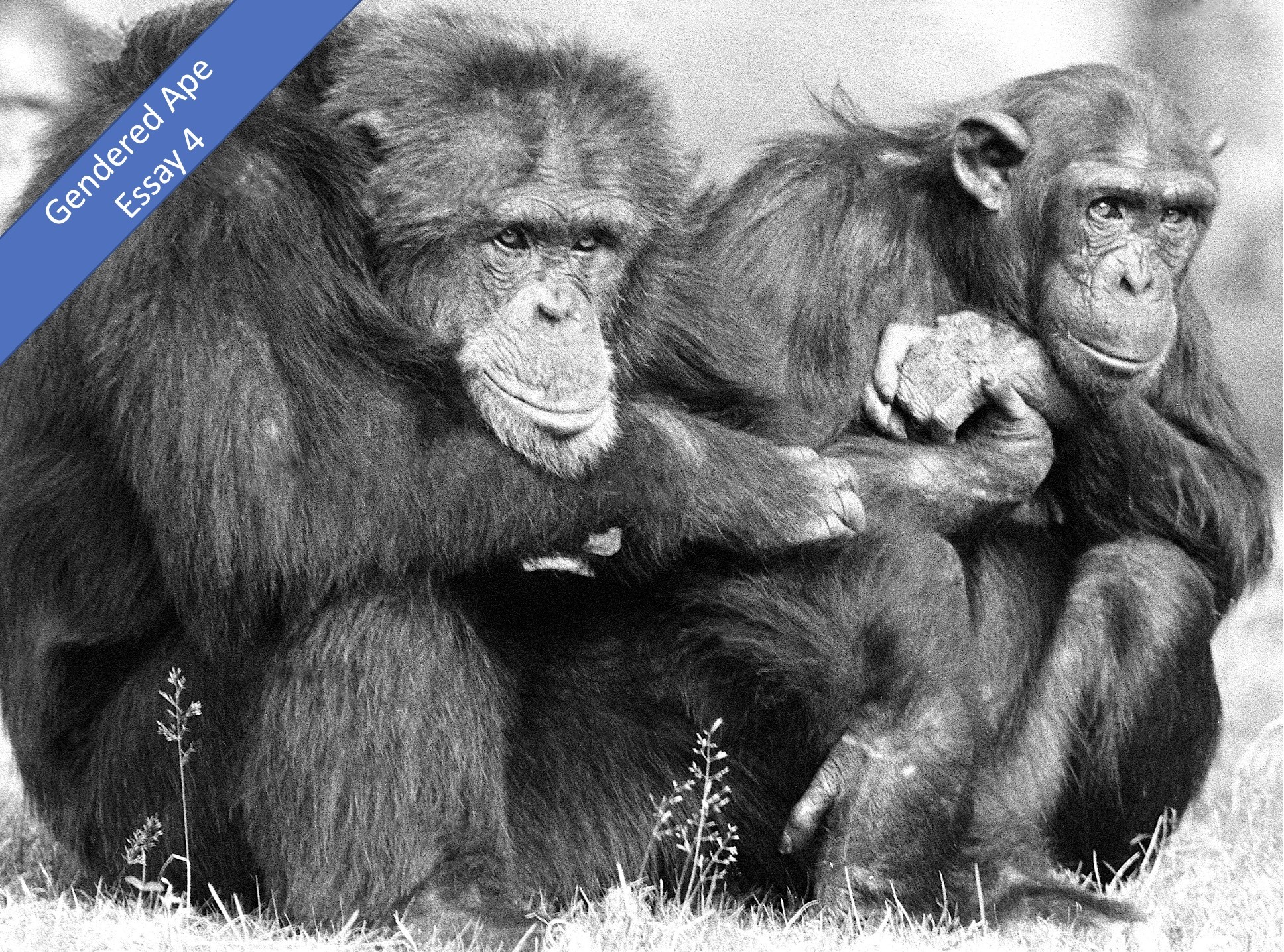 The Gendered Ape, Essay 4: Is Rape in our Genes? - 3 Quarks Daily