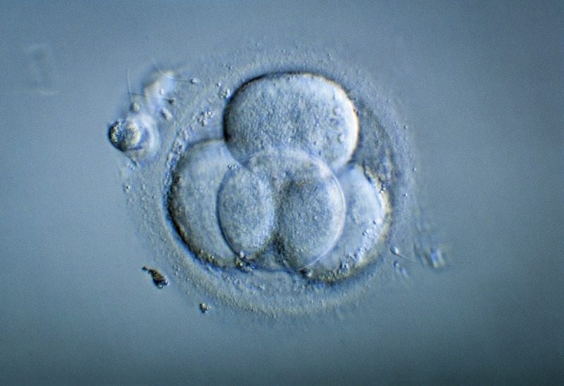 Embryos with DNA from three people develop normally - 3 Quarks Daily