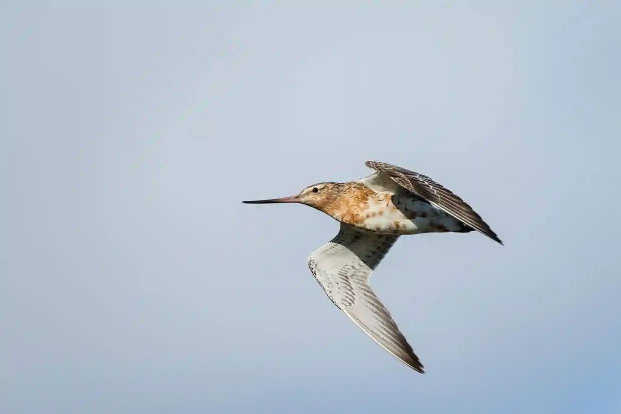 Bar-tailed godwit sets world record with 13,560km continuous flight ...