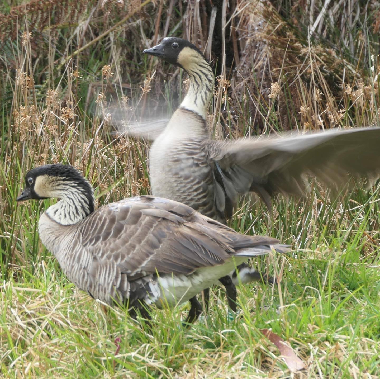 Trials in Translation: The Monk Dōgen and His Birds - 3 Quarks Daily