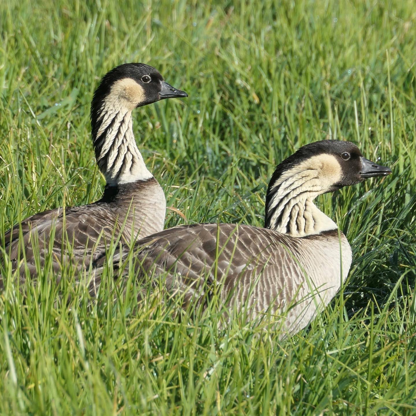Trials in Translation: The Monk Dōgen and His Birds - 3 Quarks Daily