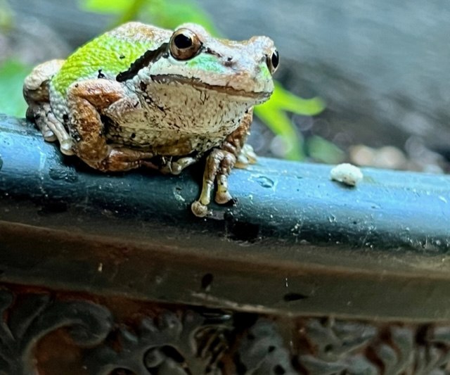The Frog, the Frog, and the Lizard—Native and Invasive Species on the ...
