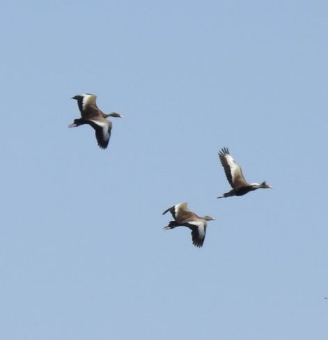 Trials in Translation: The Monk Dōgen and His Birds - 3 Quarks Daily